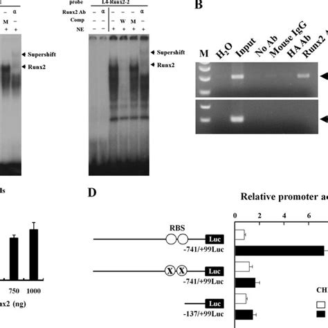 Runx2 Binds Directly To Aromatase Promoter I 4 A EMSA Was Conducted