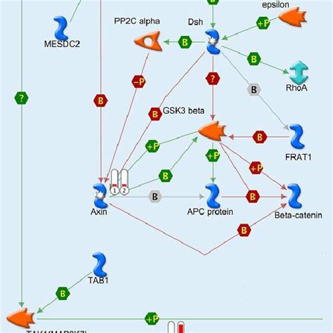 Pathway Analysis Of The WNT Signaling Cascade Analysis Of The WNT