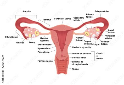 Female Reproductive System Diagram Front View