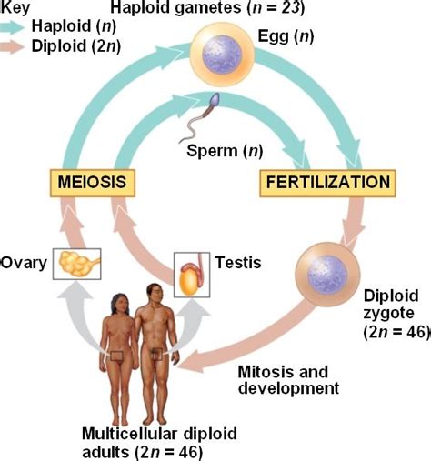Sexual Reproduction In Humans
