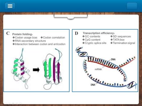 codon optimization creative biogene