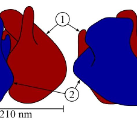 Difference Between Prokaryotic And Eukaryotic Ribosomes Toyota Camry