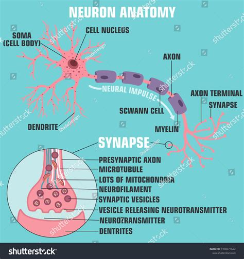 Vector Scientific Icon Structure Neuron Synapse Stock Vector Royalty
