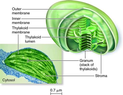 Draw A Labelled Diagram Of Chloroplast As Seen Under An Electron