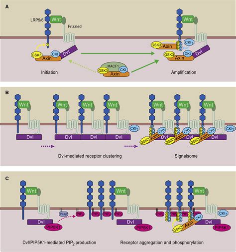 Wnt β Catenin Signaling Components Mechanisms and Diseases