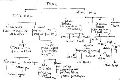 Epithelial Tissue Flow Chart