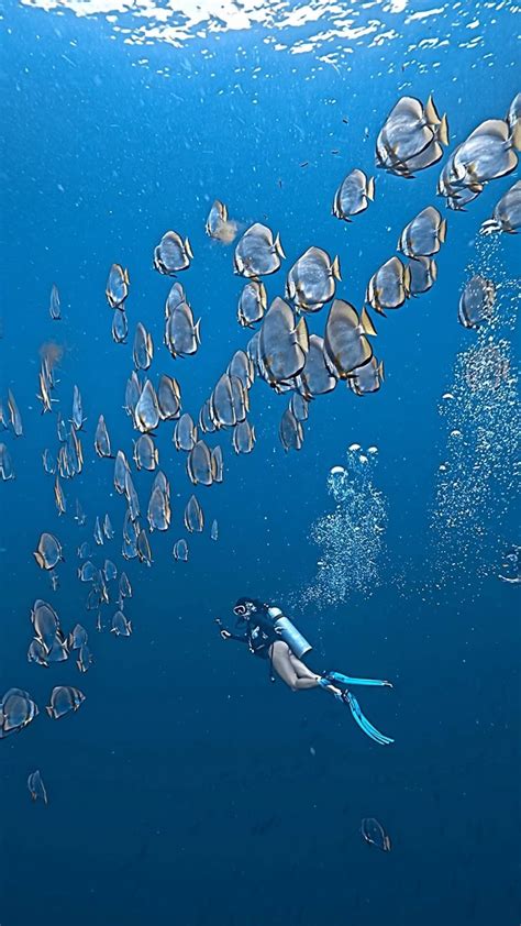 My Dream Diving Place 🏝️ Sipadan 🐟🐠🦑🐢🪼🦈🐡🦀🦞🐙 我的潛旅夢想清單，又完成一項了 西巴丹 魚多多 水肺潛水 夢想旅程 Sipadanisland