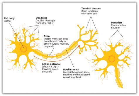 What Is The Structure Of A Typical Neuron At Kenneth Butler Blog