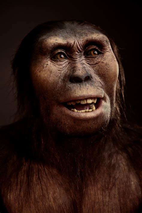 Australopithecus Afarensis Facial Features Excellent Porn