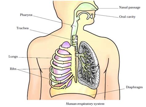 Grade 7 Respiration In Organisms Worksheet