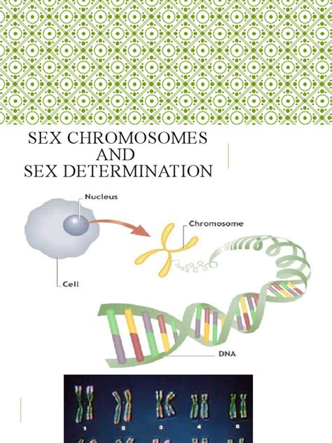 sex chromosomes and sex determination pdf sex male