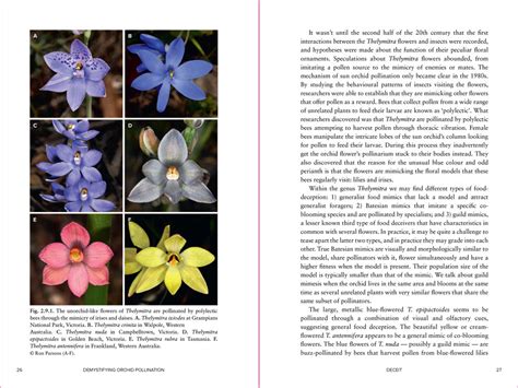 demystifying orchid pollination veldshop nl