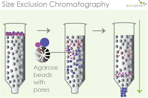 How Column Chromatography Works To Separate Proteins GoldBio