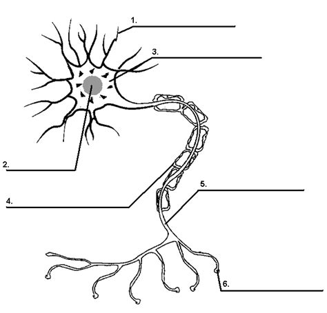 Labelled Diagram Of A Nerve Cell Neuron Labelled Nerve Membr