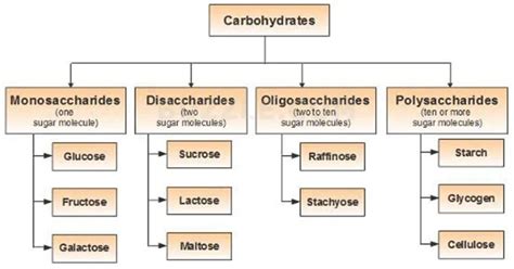 Structure Classification And Functions Of Carbohydrates