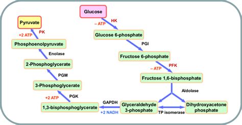 Chapter 6 Glycolysis 10 Step Diagram Quizlet