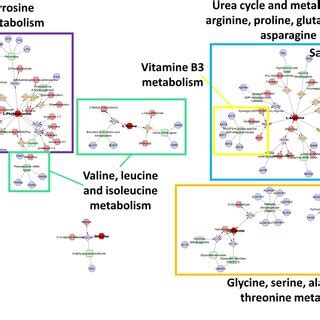 Metabolic Systems Map Summarizing The Shortest Route That May Explain
