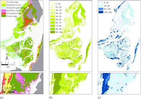 11 examples of remotely sensed maps of seagrass species a percentage download scientific