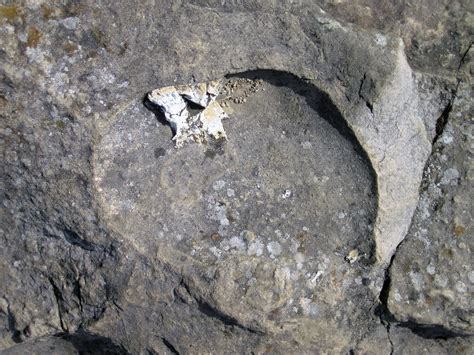 Limestone With Chert Nodule Columbus Limestone Middle De Flickr