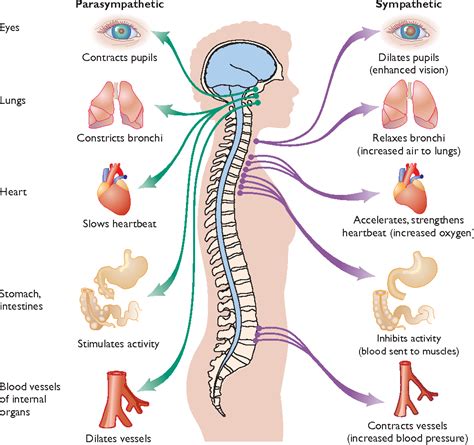 PDF The Nervous System And The Endocrine System Communicating