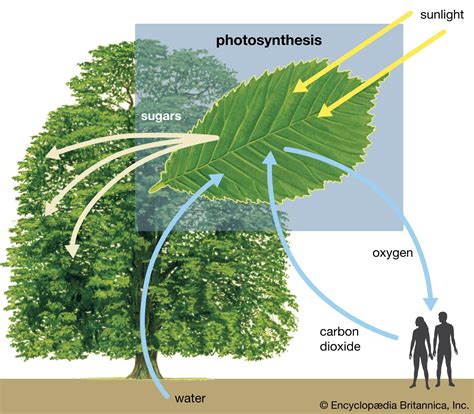 leaf definition parts and function britannica