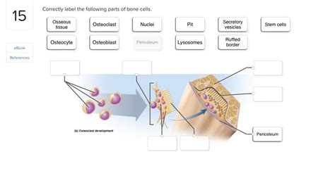 Correctly Label The Following Parts Of Bone Cells Brainly