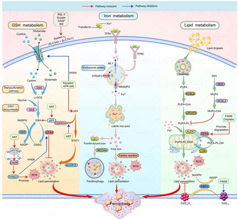 Frontiers Ferroptosis In Lymphoma Emerging Mechanisms And A Novel