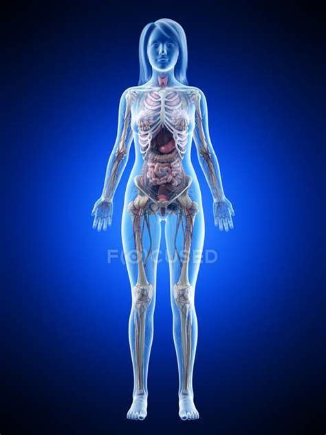 Modello Anatomico 3d Che Dimostra L Anatomia Femminile E Gli Organi