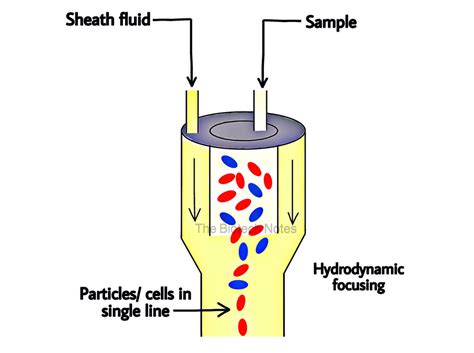 Flow Cytometer The Biotech Notes