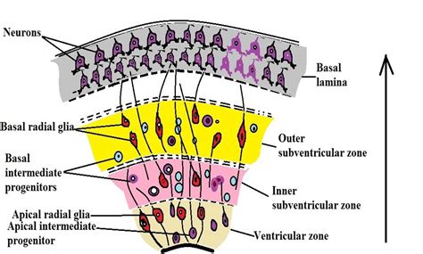 Diagrammatic Representation Of Different Types Of Neural Progenitors