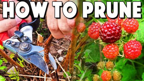 pruning everbearing raspberry bushes 4 simple steps for tons of raspberries youtube organic