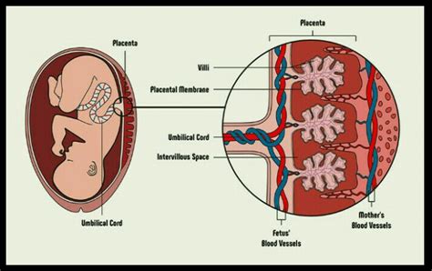 Placenta Structure And Functions Explained With Diagram
