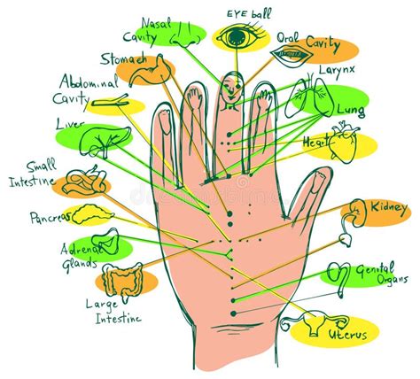 Hand Reflexology Massage Therapy Medical Vector Illustration Chart Human Well Being System