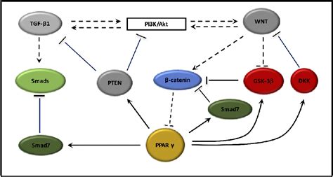 Figure 3 from Interactions between TGF β1 canonical WNT β catenin