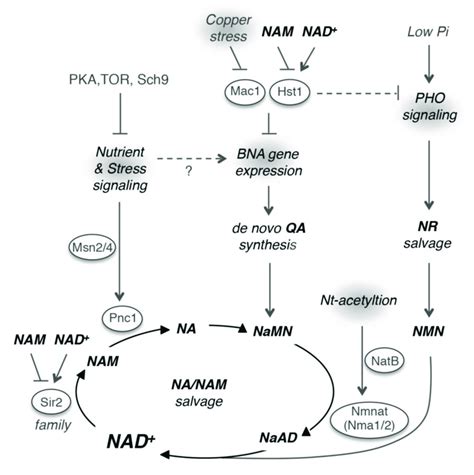 Regulation Of NAD Metabolism In Yeast A Model Depicting The