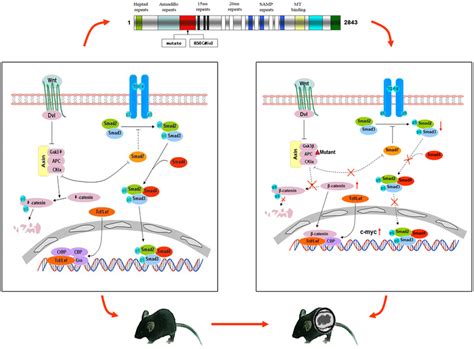 Apc gene with Wnt signaling and TGF β signaling pathways As the Apc