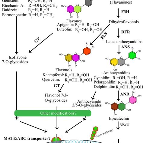 Scheme Of Anthocyanin Biosynthesis Pathways Modification And