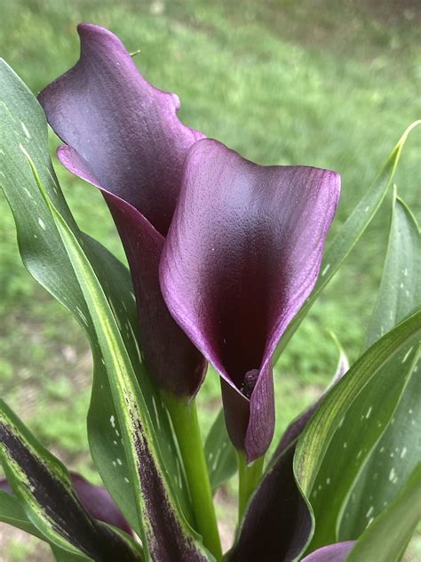 My Beautiful New Calla Lily Rgothplants