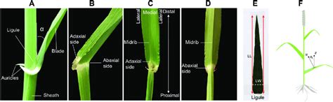 Illustration Of Barley Leaf Characteristics A Structure Of A Barley