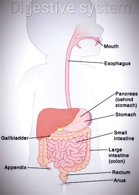 Digestive System Atoot Academy