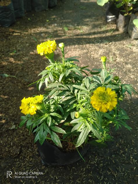 African Arabelles Garden And Landscaping Services