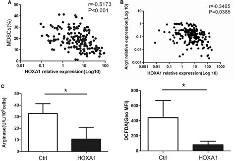 Frontiers Long Non Coding RNA HOXA Transcript Antisense RNA Myeloid
