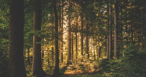 Jugaremos En El Bosque Consejos Para Tener Sexo Entre Los árboles Todo Para Ellas