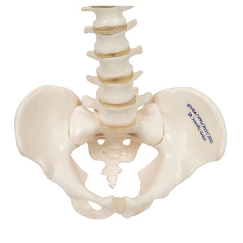 Mini Anatomie Modell Menschliche Wirbelsäule Beweglich Und Mit Becken Ohne Stativ 3b Smart