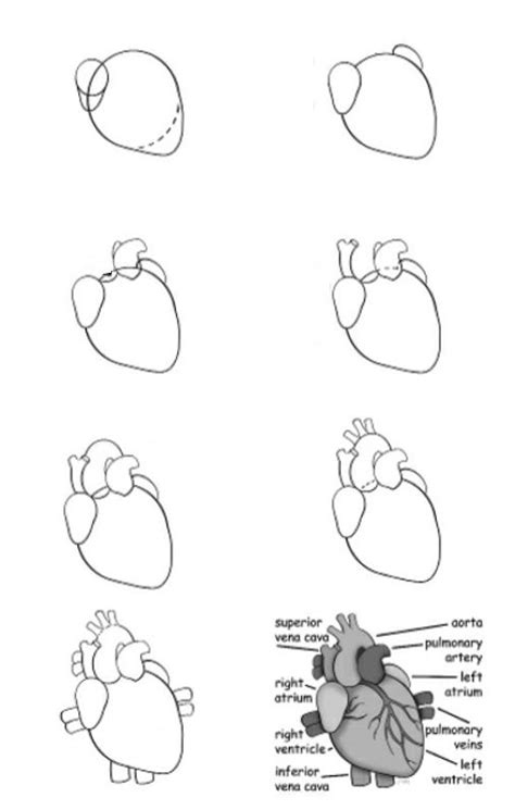 Step By Step Drawing A Human Hearth Heart Anatomy Drawing Medical