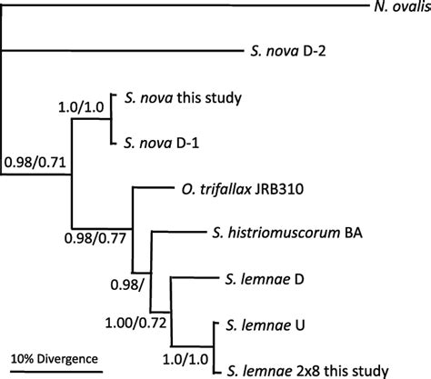 bayesian and maximum likelihood nucleotide phylogeny of actin i download scientific diagram