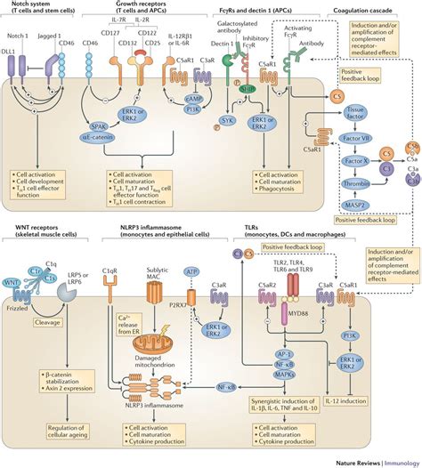 Functional Crosstalk Between Complement And Other Cell Effector Systems