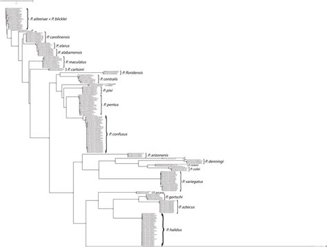initial maximum likelihood tree for pooled mtcoi barcoding sequence download scientific diagram