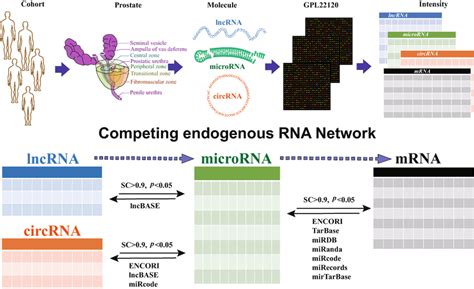 The Diagram Of Data Processing In This Study LncRNA Expression