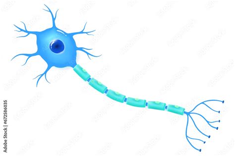 Neuron Structure Anatomy Of Nerve Cell Vector Nerve Cell Diagram